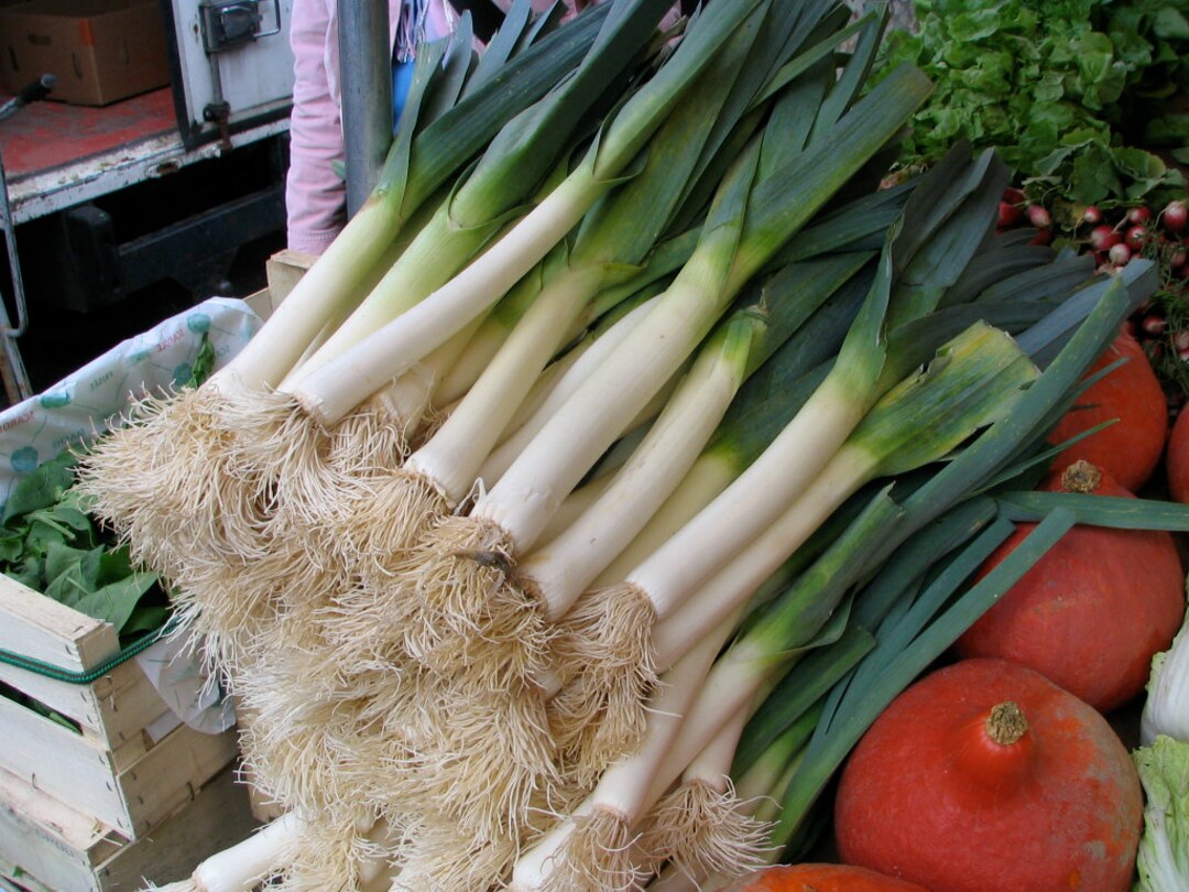 Large American Flag Leek Seeds, Scotch Flag Leeks, 800 Seeds ...