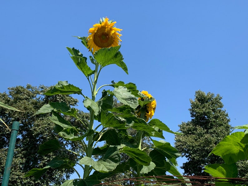 American Giant Hybrid Sunflower Seeds up to 17' Tall 25 - Etsy