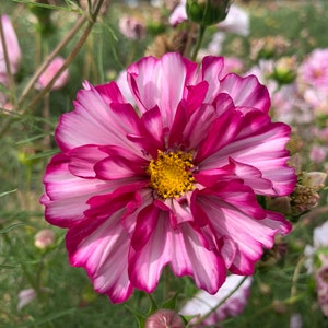 Double Click Bi-color Violet Cosmos Seeds, 25 Count - Etsy