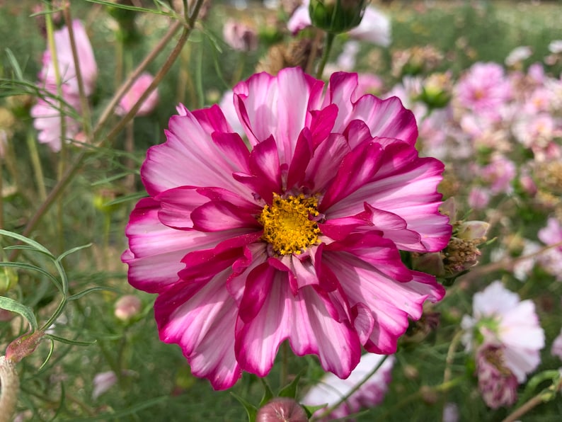 Double Click Bi-color Violet Cosmos Seeds, 25 Count - Etsy