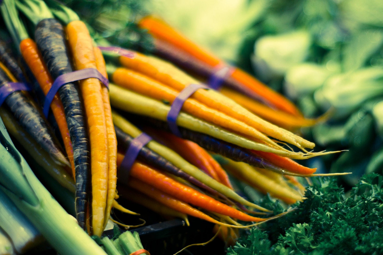 Rainbow Carrots Seeds 500 Seeds Colored Carrot Mix // | Etsy