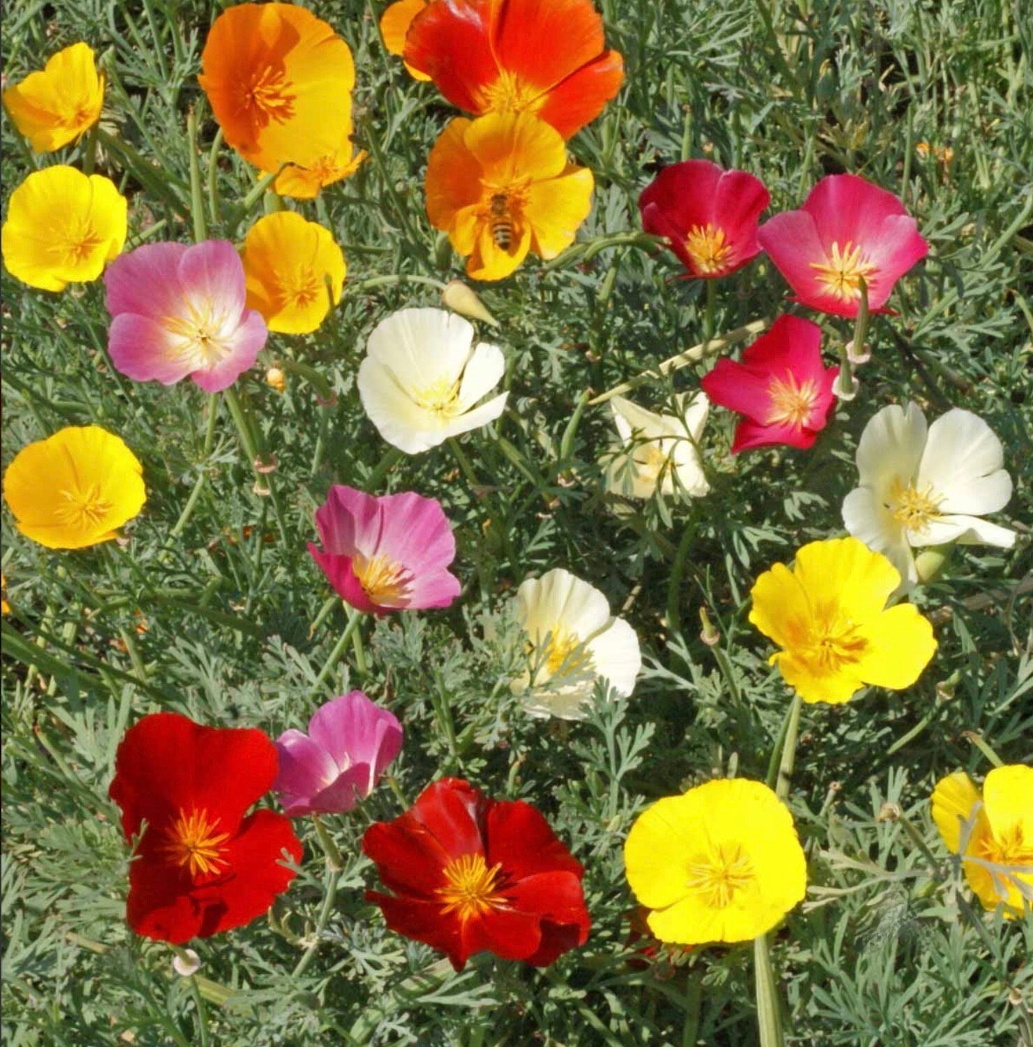 Formula Mix California Poppy Seeds Mixed Colors Semi-double - Etsy