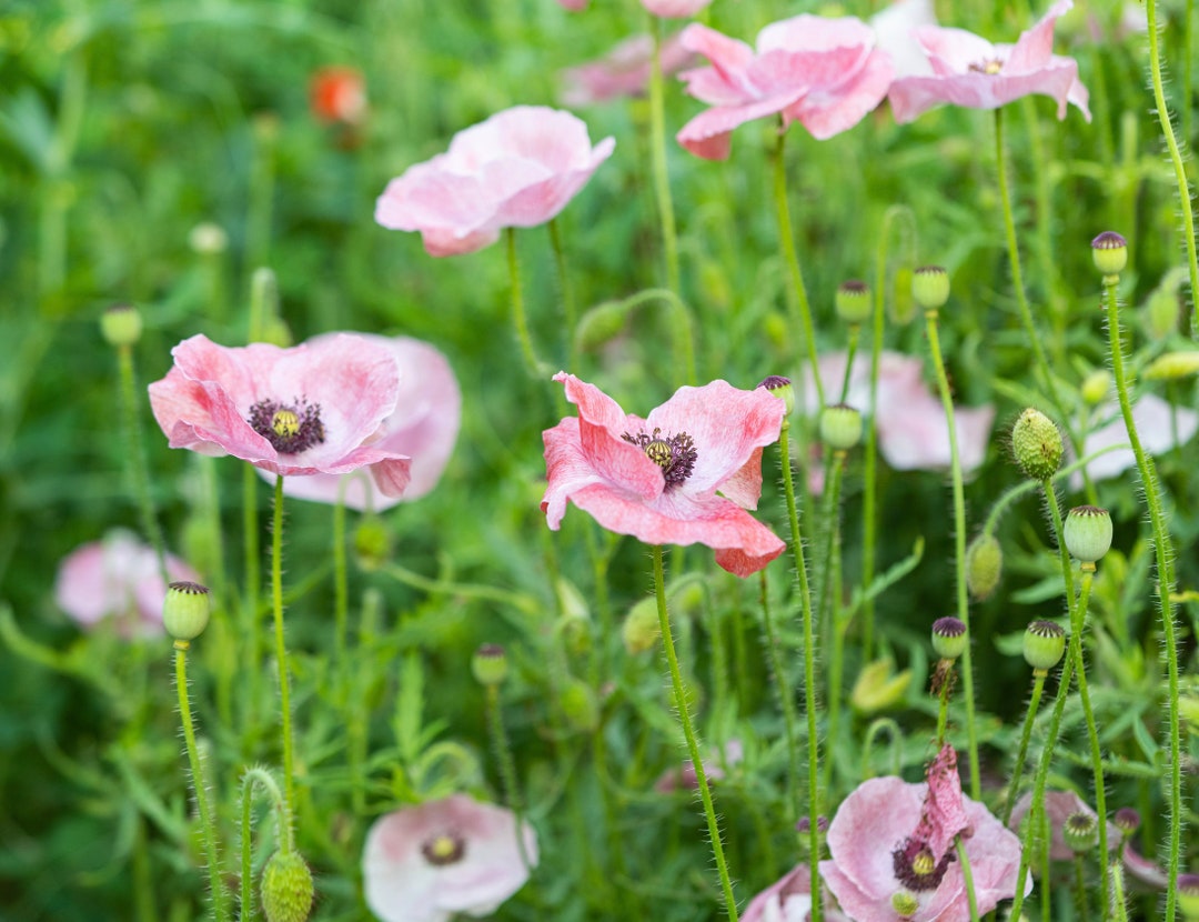 Organic Mother of Pearl Poppy Flower Seeds, Mixed Shirley Poppies, 1500 ...