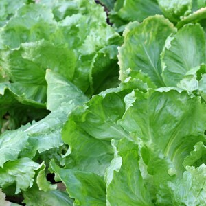 Organic Batavian Endive Seeds, Broadleaf Batavian Endive, Broad Leaved ...