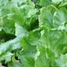 Organic Batavian Endive Seeds, Broadleaf Batavian Endive, Broad Leaved ...