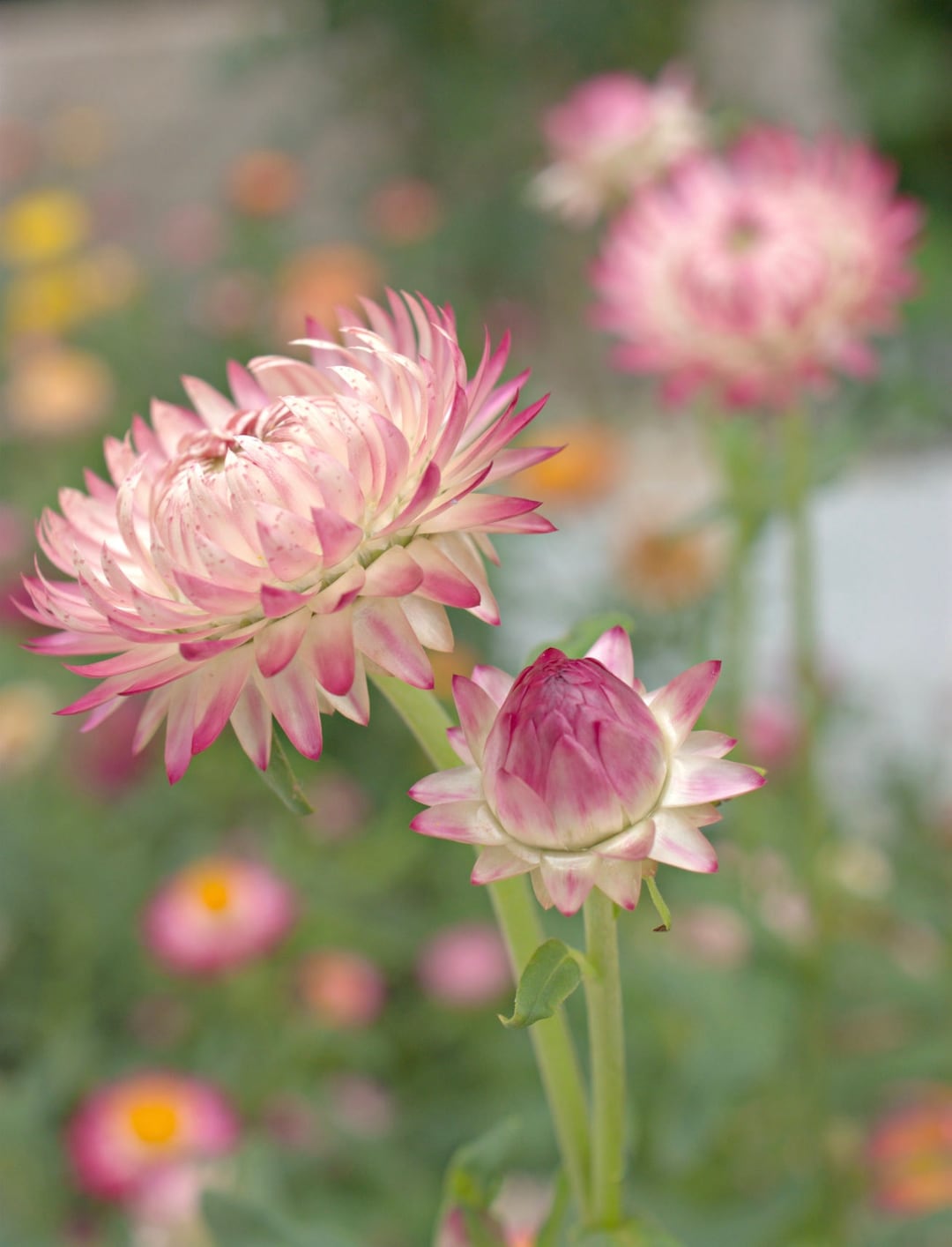 Silvery Rose Strawflower Seeds Strawflowers Straw Flower 50 - Etsy