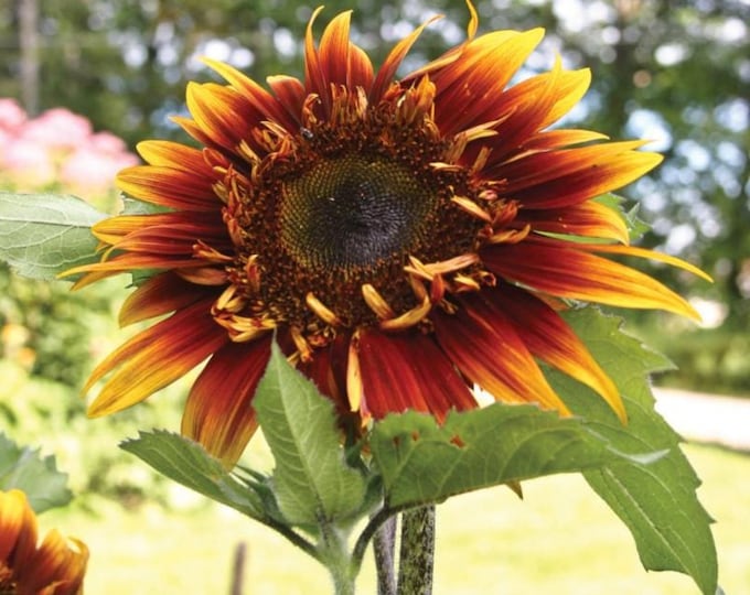 The Joker Sunflower - Etsy