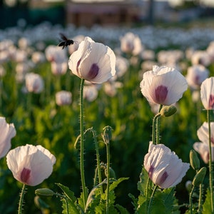 Organic White Elka Poppy Seeds, White Breadseed Poppies, Slovakian ...