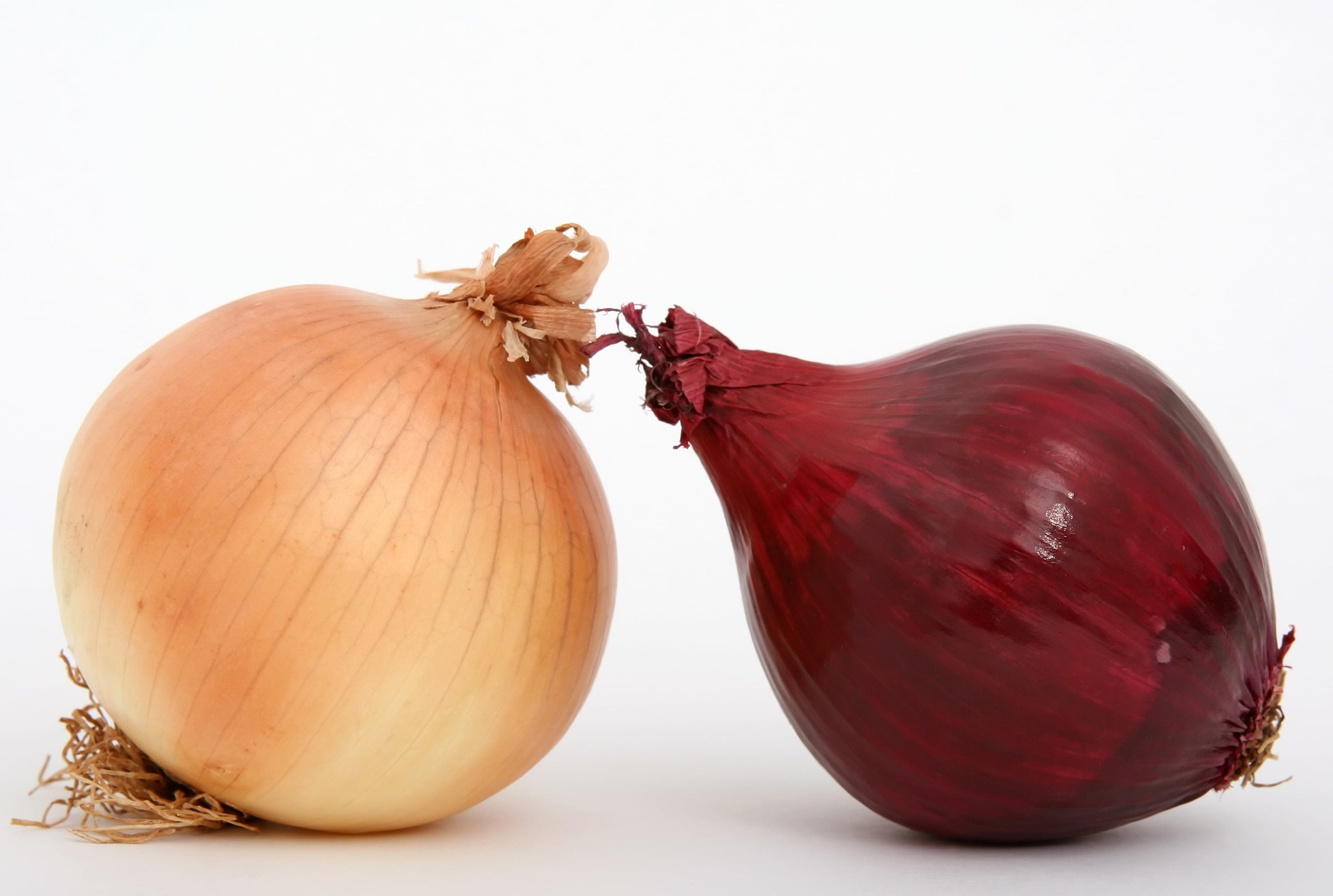 Red Grano Onion Seeds, Short Day Medium Red Onions // Heirloom, Non GMO ...