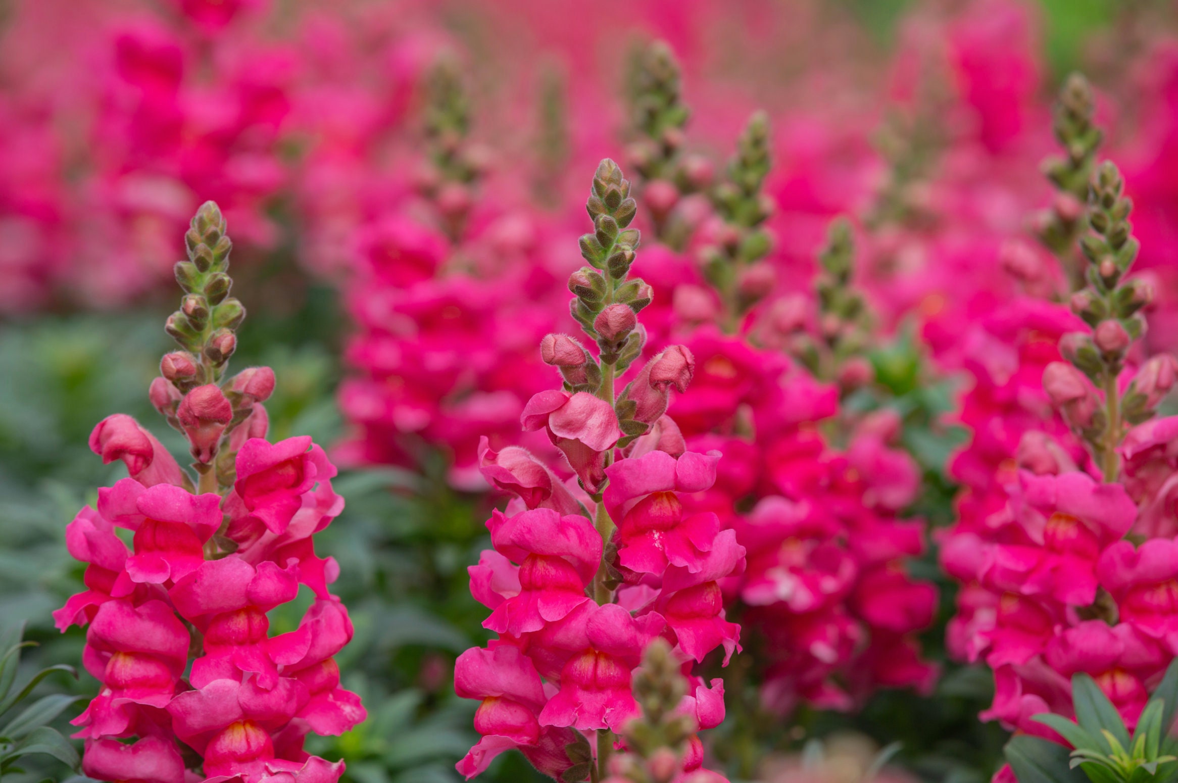 Royal Snapdragon Seeds Potomac Royal F1 X50 Flower Seeds // - Etsy