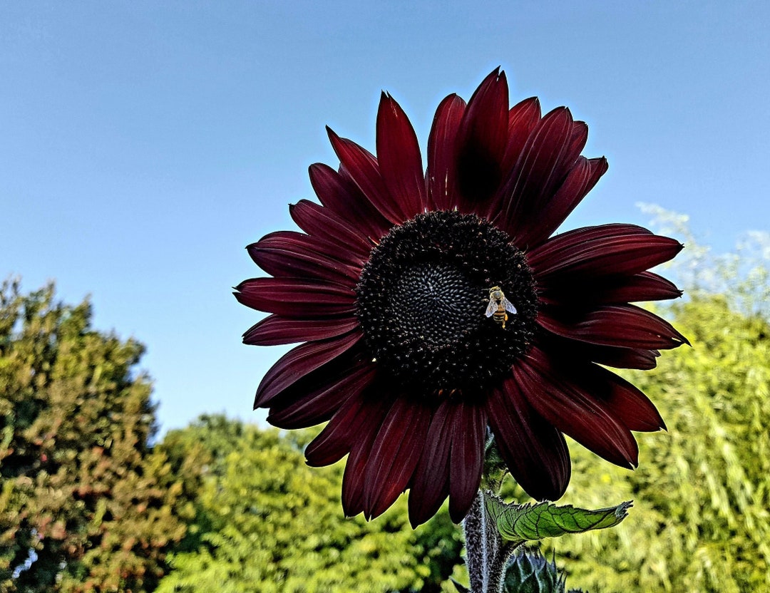 Black Beauty Sunflower Seeds Darkest of the Dark 4-6' - Etsy