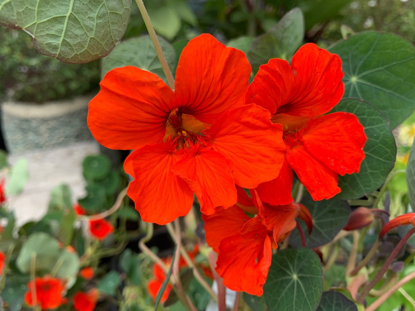 Empress of India Nasturtium Seeds Red Nasturtiums 25 Seeds - Etsy