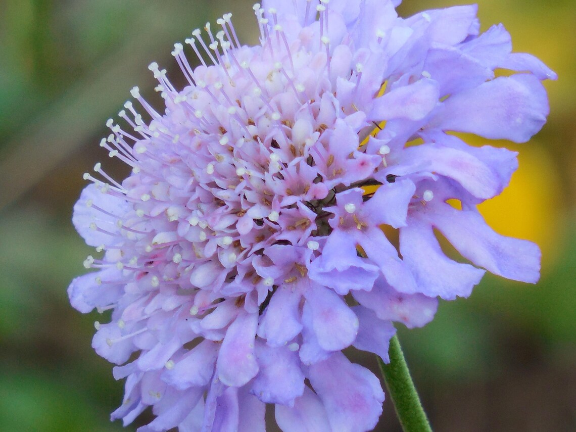 Oxford Blue Scabiosa Seeds Pincushion Flower Mourning Bride - Etsy
