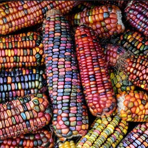 Ornamental Earth Tones Corn Seeds, Ornamental Dent Corn, Indian Corn ...