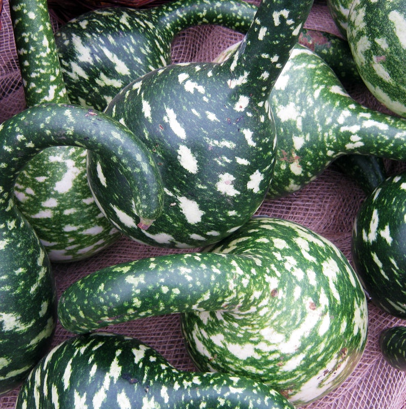 Speckled Swan Gourd Seeds Bottle Gourds Ornamental Gourds - Etsy
