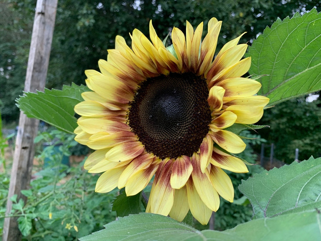 Procut® Red Lemon Bicolor Sunflower Seeds, Single Stem Tall Sunflowers ...