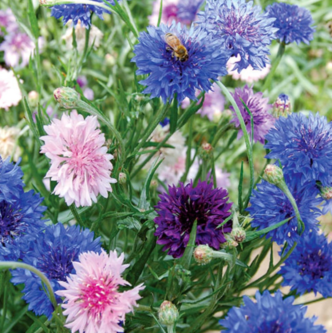 Dwarf Cornflower Seeds, Bachelor Button Seeds, Double Polka Dot Mix ...