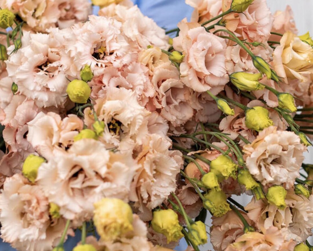 Voyage 2 Light Apricot Lisianthus Seeds, Eustoma Grandiflorum (25 ...