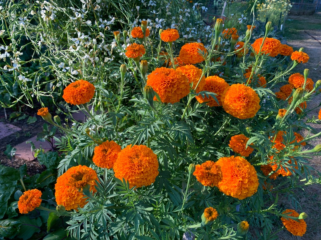 Xochi F1 Marigold Seeds, Darkest Orange Marigolds, Pelleted, Non-gmo ...