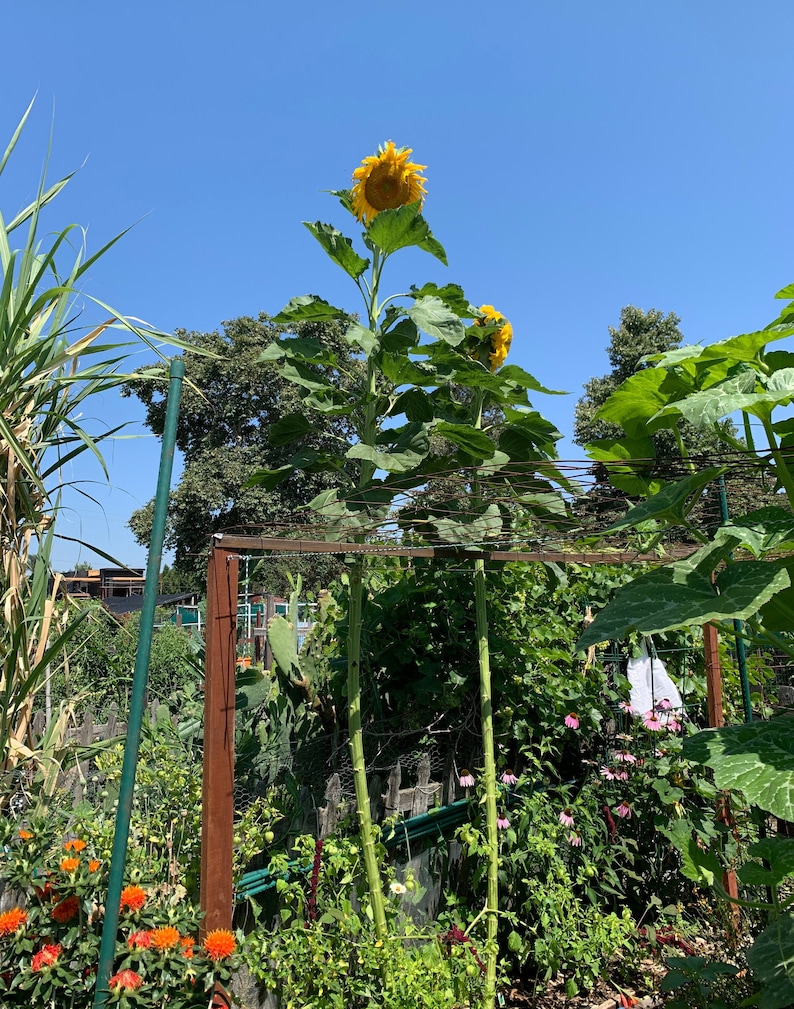 American Giant Hybrid Sunflower Seeds up to 17' Tall 25 - Etsy