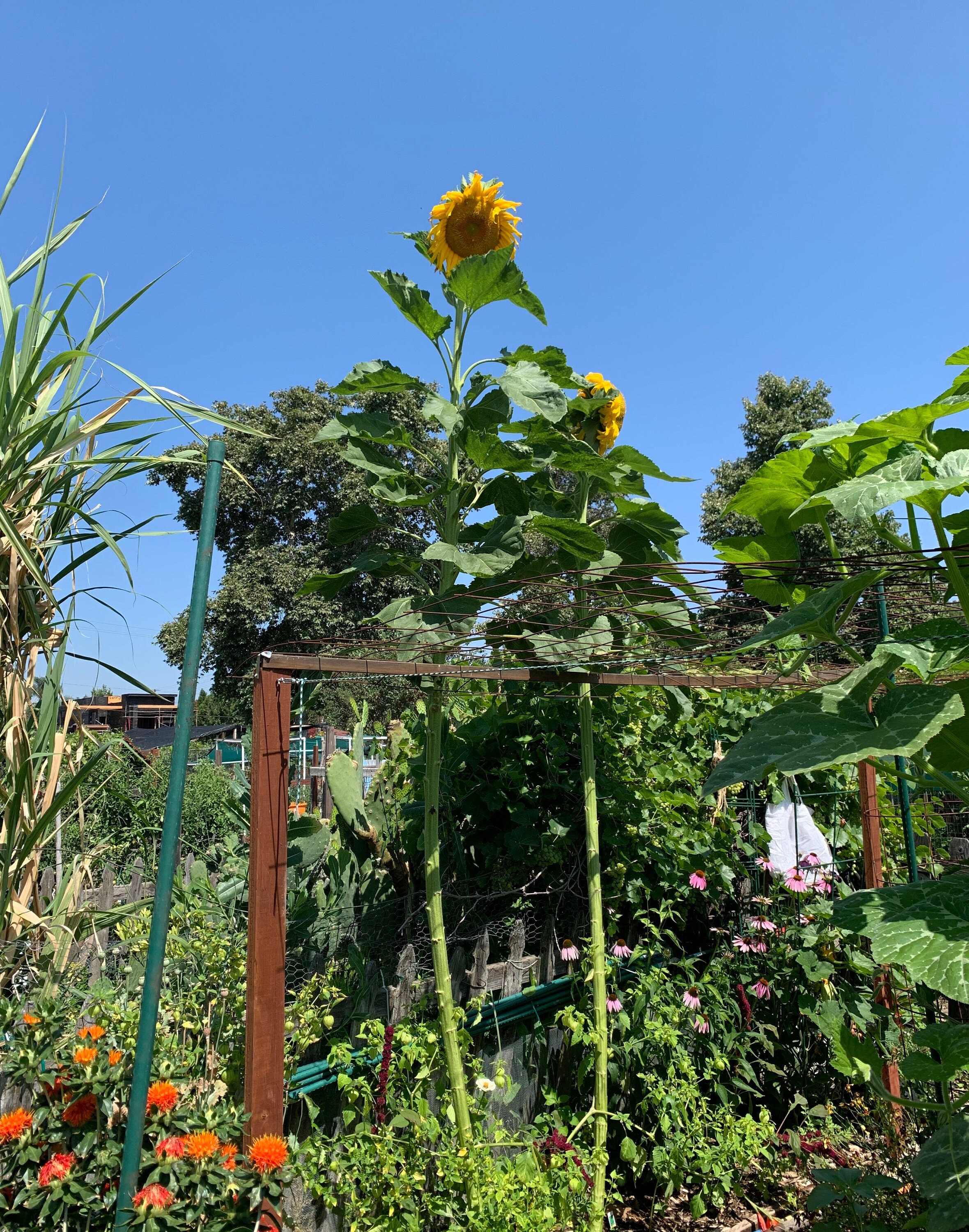 American Giant Hybrid Sunflower Seeds up to 17' Tall 25 - Etsy