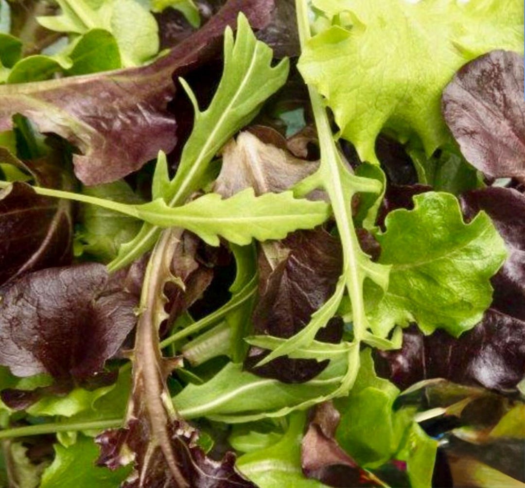 Organic Spring Lettuce Mix Seeds, Heirloom Non-gmo (1500+ Seeds) - Etsy