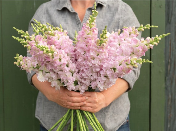Pink Snapdragon Bouquet