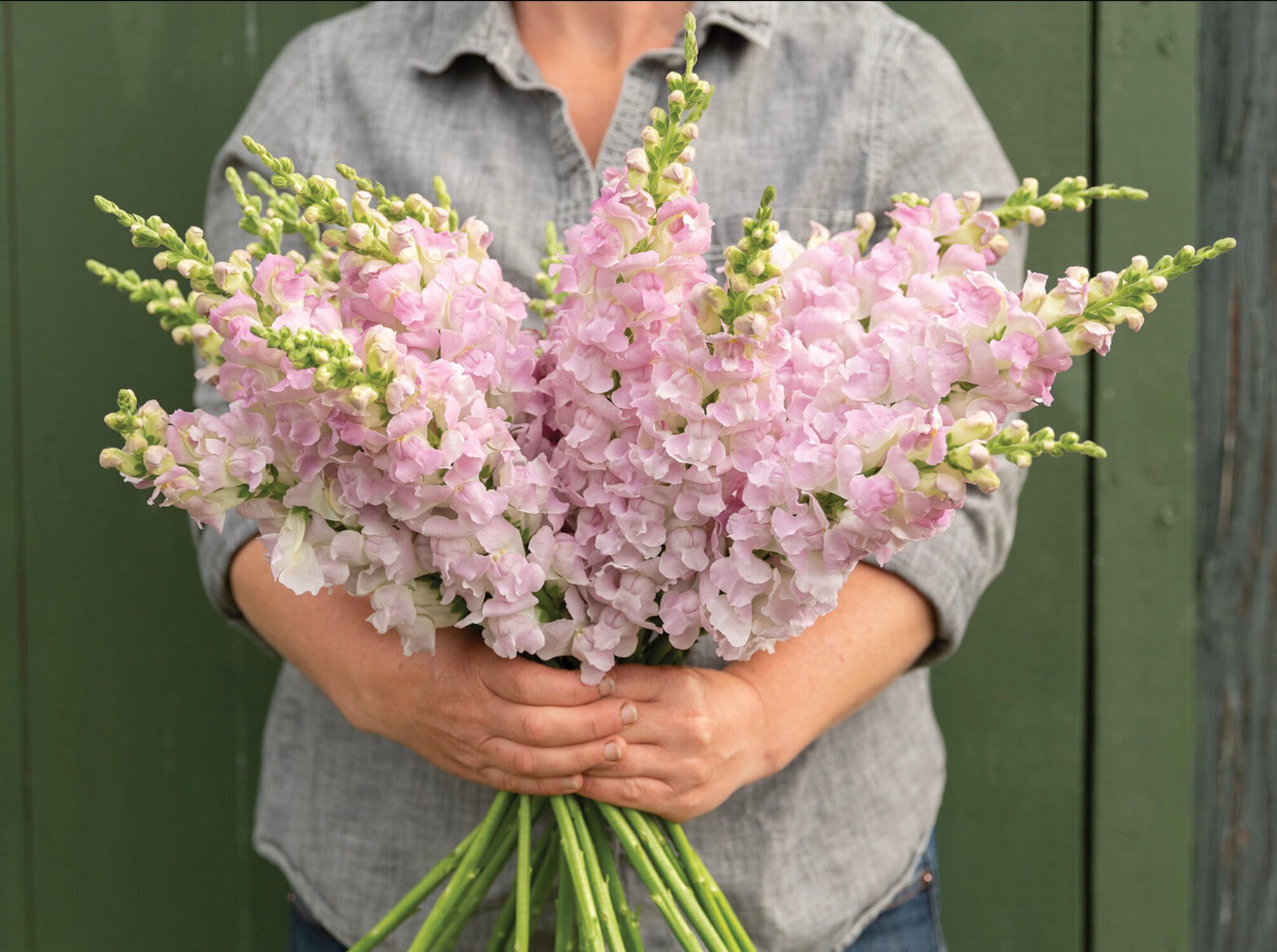 Legend Pink Snapdragon Seeds F1 50 Flower Seeds // Open - Etsy