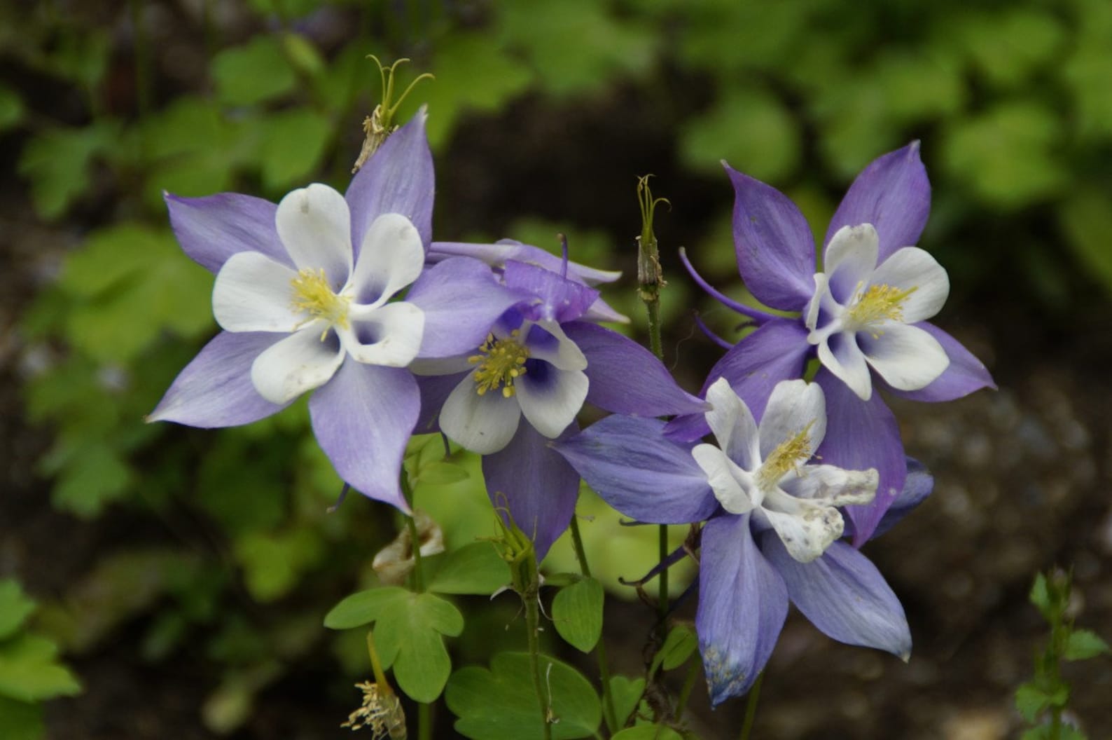 Blue Columbine Seeds Blue Columbines Columbine Flower 100 - Etsy