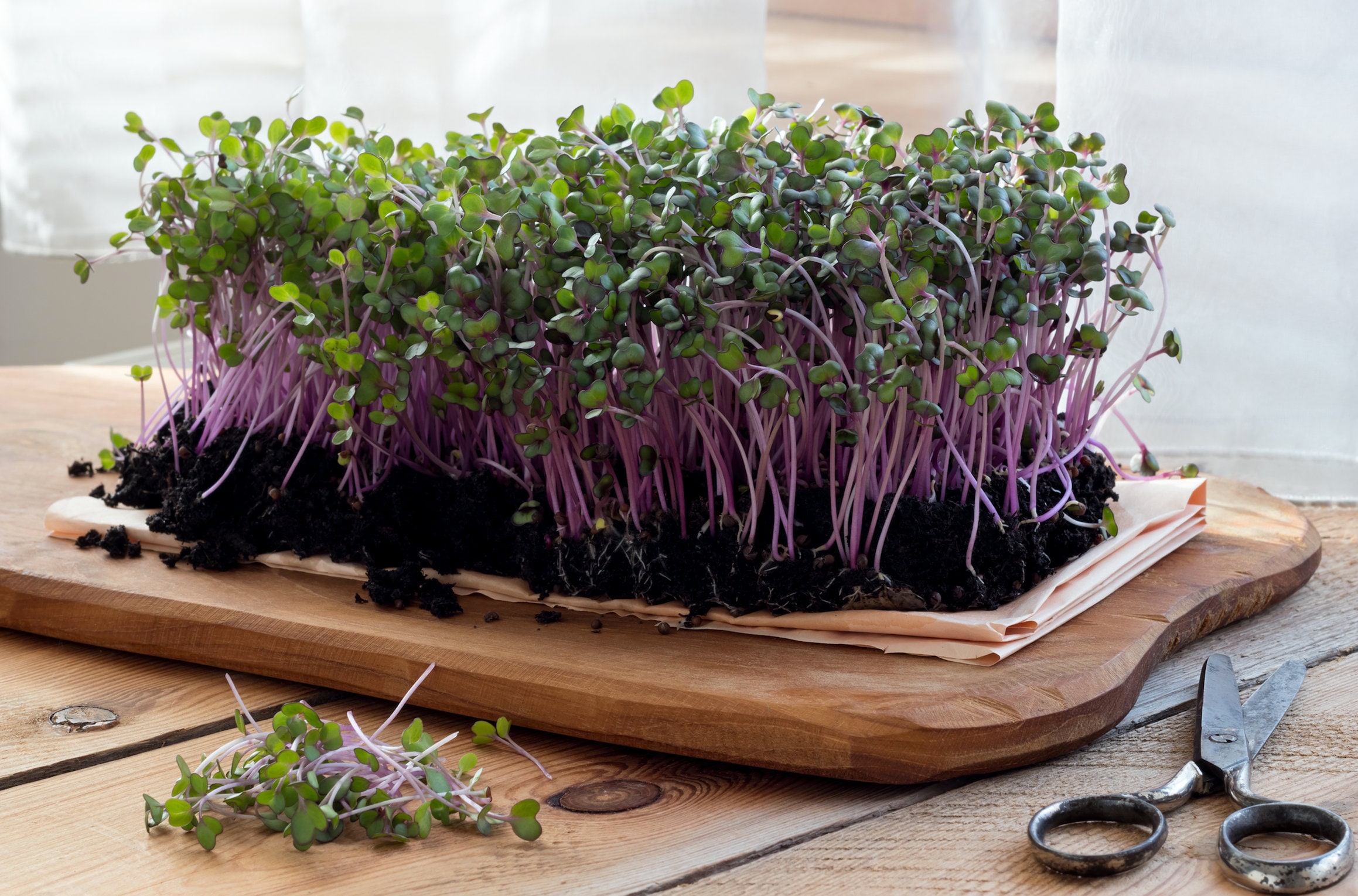 Organic Purple Radish Microgreens 3500 Seeds // Hydroponic - Etsy