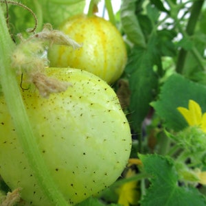 Lemon Cucumber Seeds, Round Yellow Cucumbers // Heirloom, Non-gmo ...
