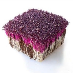 Blood Amaranth Microgreens, Red Army Amaranth, 5000 Seeds // Soil Only ...