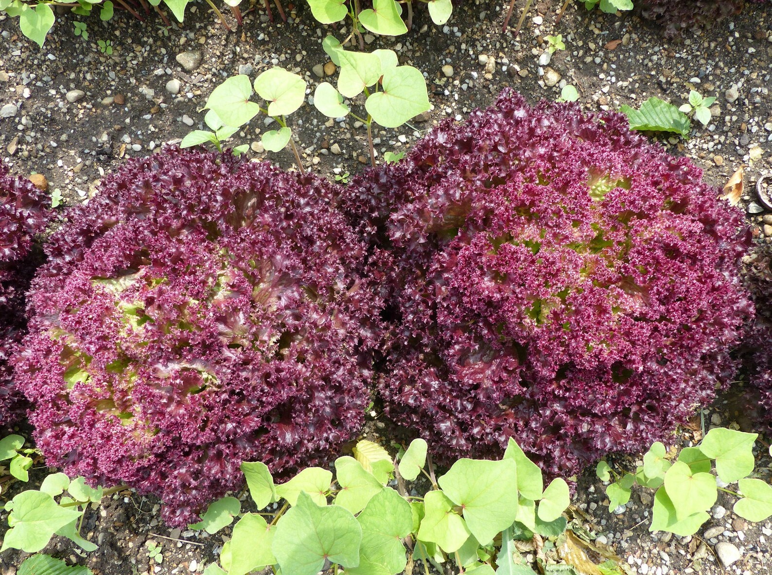 Lolla Rosa Darky Leaf Lettuce Seeds Magenta Lettuce 400 - Etsy Italia