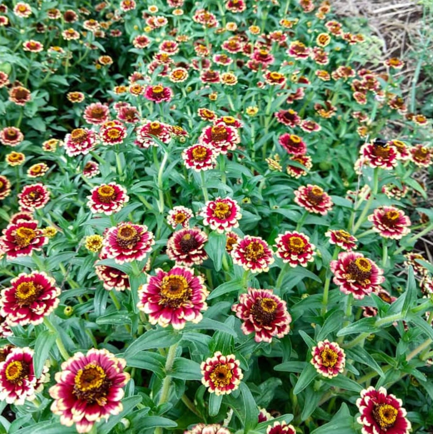 Organic Aztec Zinnia Seeds Burgundy Bicolor Zinnias Mexican - Etsy