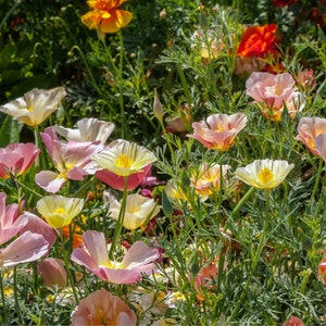 Mission Bells California Poppy Seeds, 2500k Count - Etsy