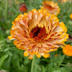Organic Solar Flashback Mix Calendula Seeds, Flash Calendulas, Peach ...