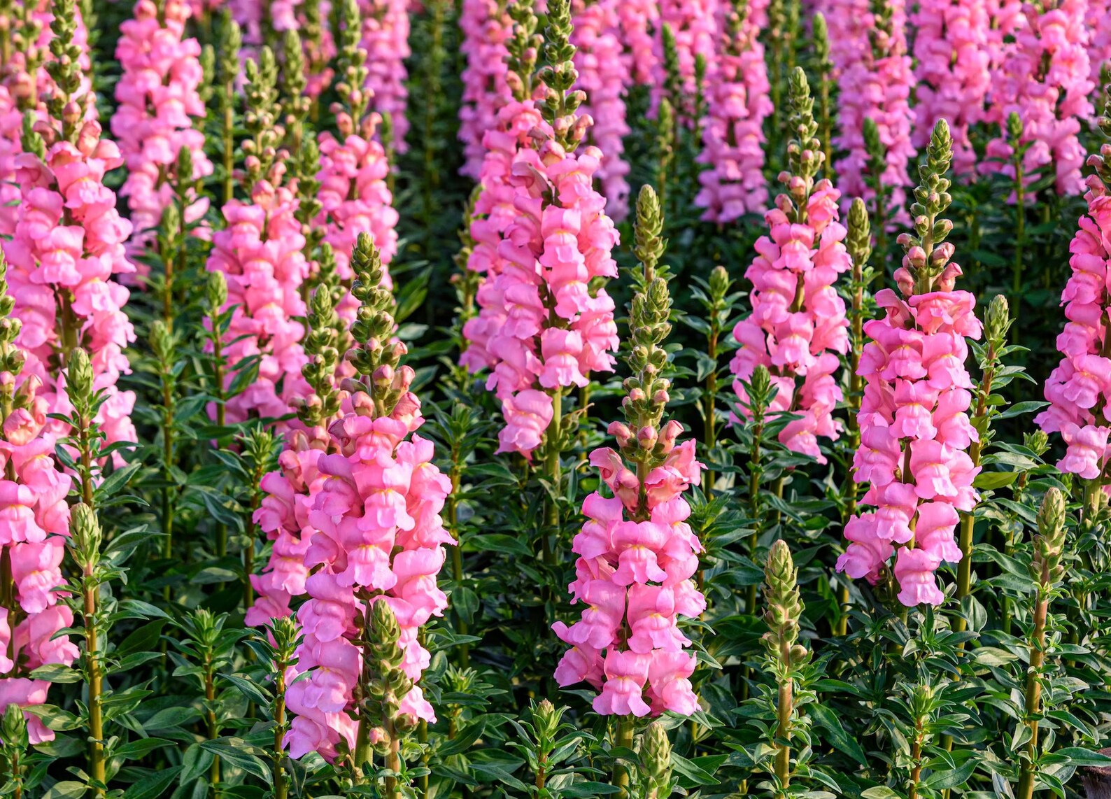 Dark Pink F1 Snapdragon Seeds Dark Pink Snapdragons 50 - Etsy