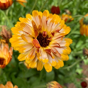 Organic Solar Flashback Mix Calendula Seeds Flash Calendulas - Etsy