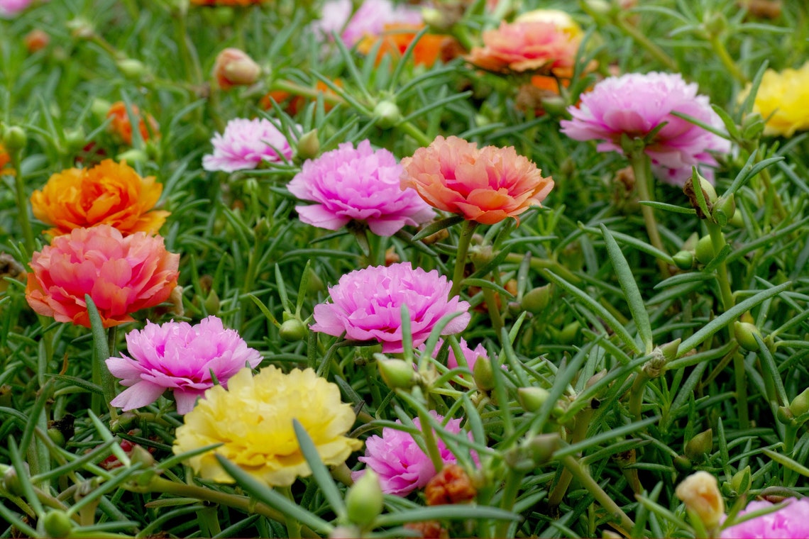 Portulaca Seeds Moss Rose Double Mix Portulaca Mixed - Etsy