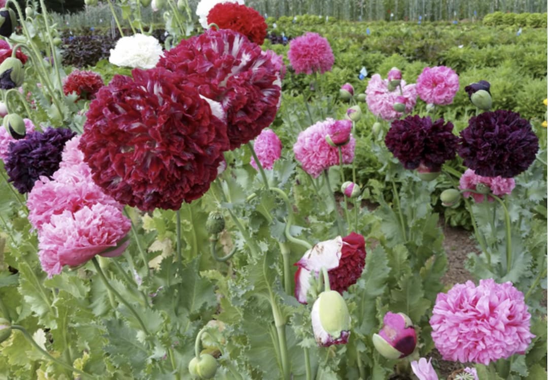 Organic Perky Peony Poppy Mix Seeds, Mixed Double Poppies // Organic ...