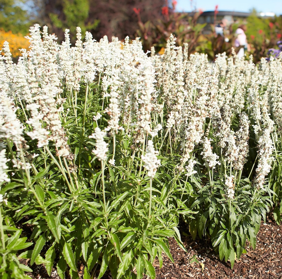 Victoria White Salvia Seeds White Mealycup Salvia 30 Seeds - Etsy