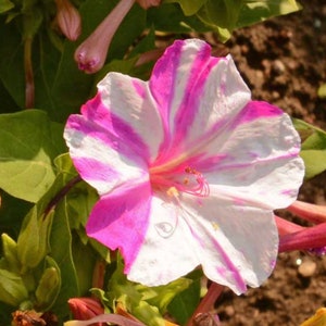 Broken Colors Four O'clock Flowewr Seeds, Kaleidescope 4 O'clock Marvel ...