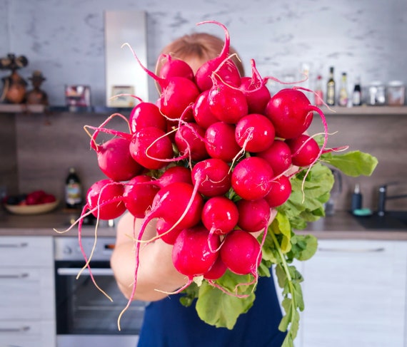Crimson Giant Radish Seeds Huge Red Radishes 200 Seeds // - Etsy