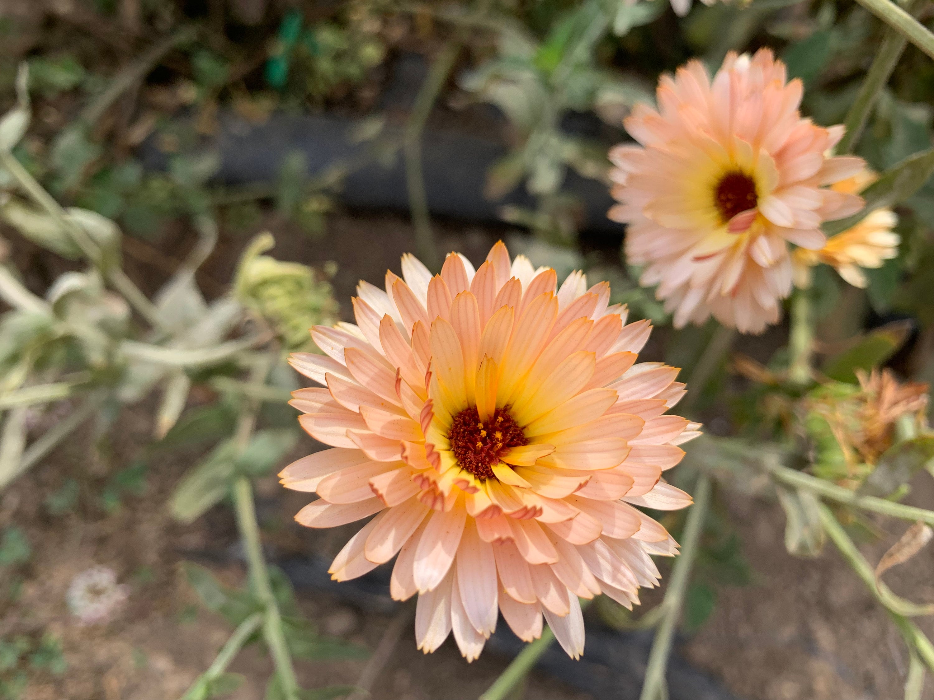 Organic Strawberry Blonde Calendula Seeds Peach Double - Etsy