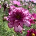 Double Click Bi-color Violet Cosmos Seeds, 25 Count - Etsy