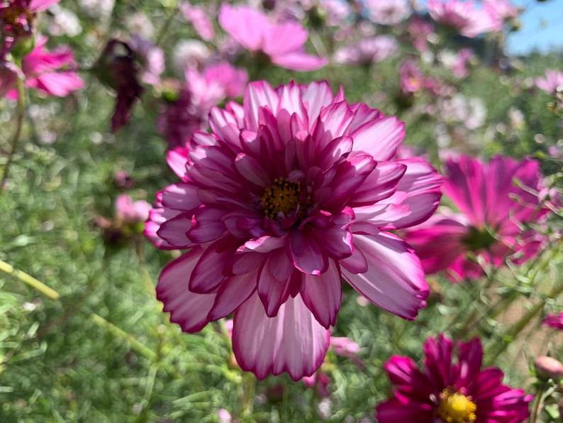 Double Click Bi-color Violet Cosmos Seeds, 25 Count - Etsy