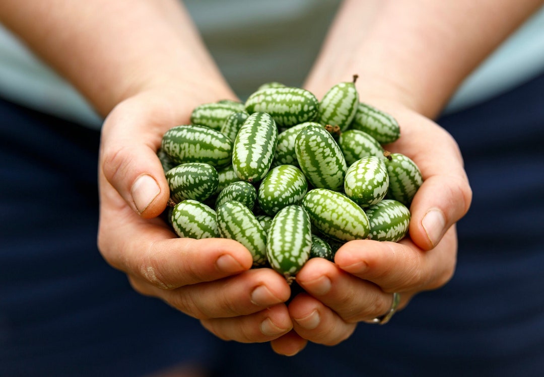Cucamelon Seeds, Mexican Sour Gherkin Cucumbers, Mini Watermelon ...