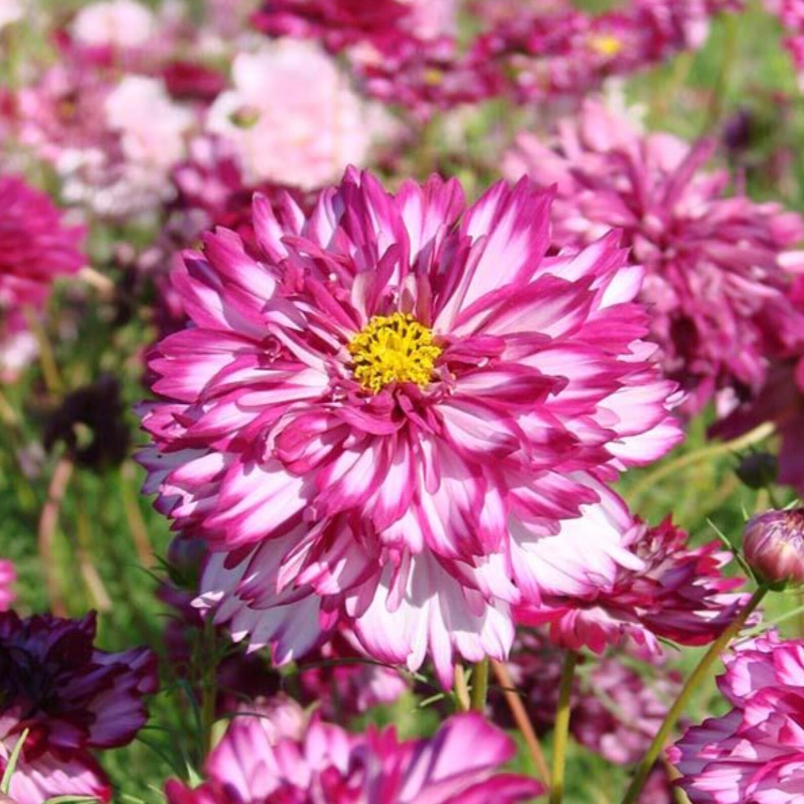 Double Click Bi-color Violet Cosmos Seeds, 25 Count - Etsy
