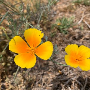 Golden West California Poppy Seeds, 1000 Count Yellow Gold Poppies - Etsy