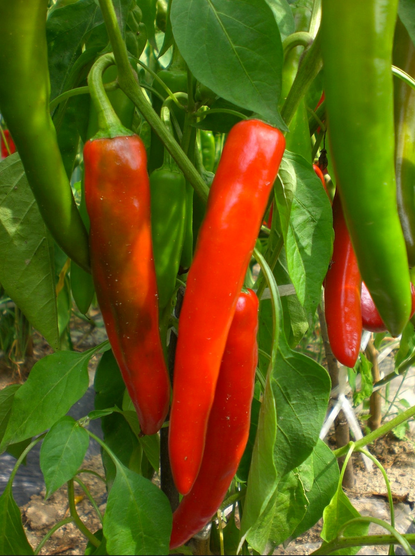Cayenne Pepper Seeds, Long Thin Hot Chili Peppers 30 Seeds // Heirloom ...